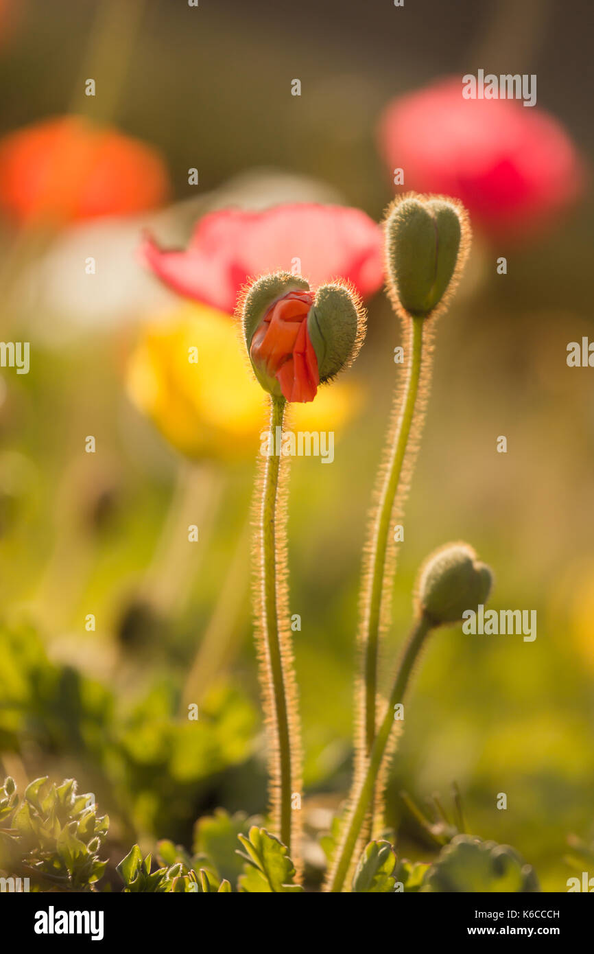 Stylized poppy flowers hi-res stock photography and images - Alamy