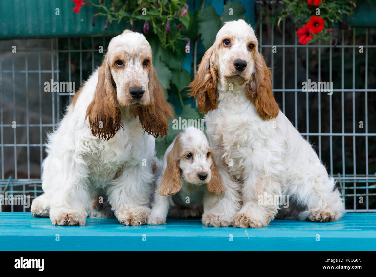 English Cocker Spaniel family posing in summer garden Stock Photo - Alamy