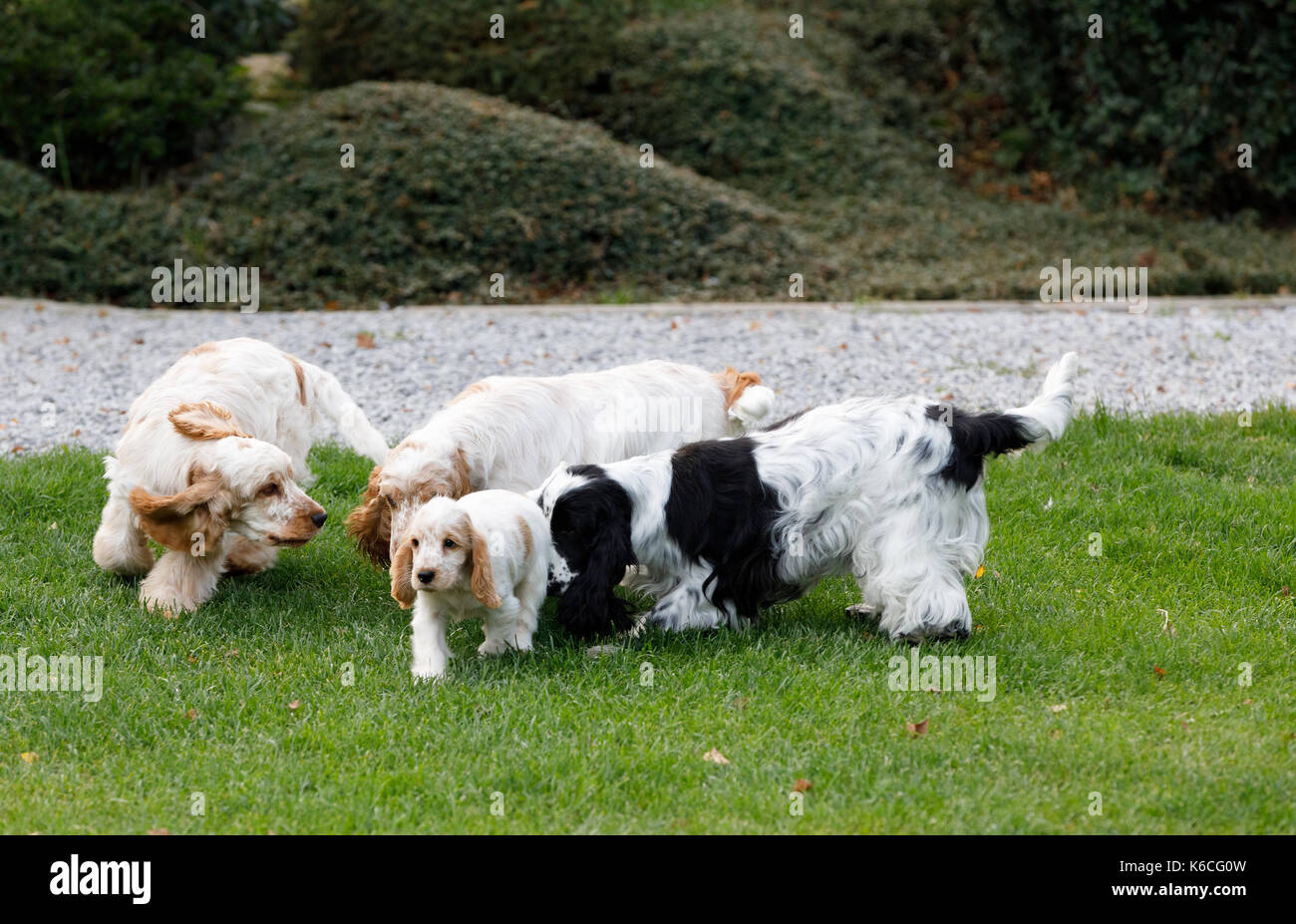 English Cocker Spaniel family enjoy play in summer garden Stock Photo ...
