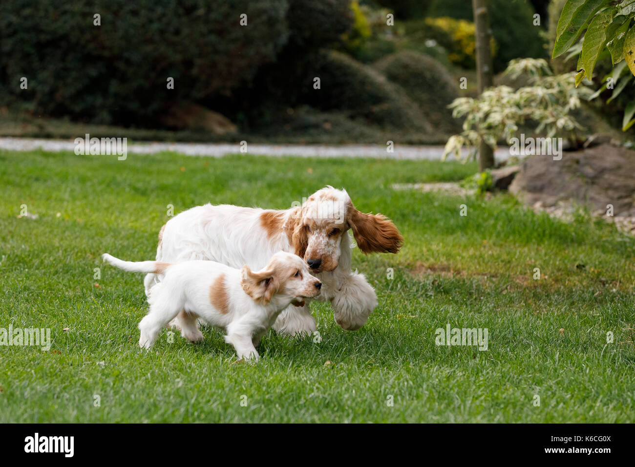 English Cocker Spaniel family enjoy play in summer garden Stock Photo ...