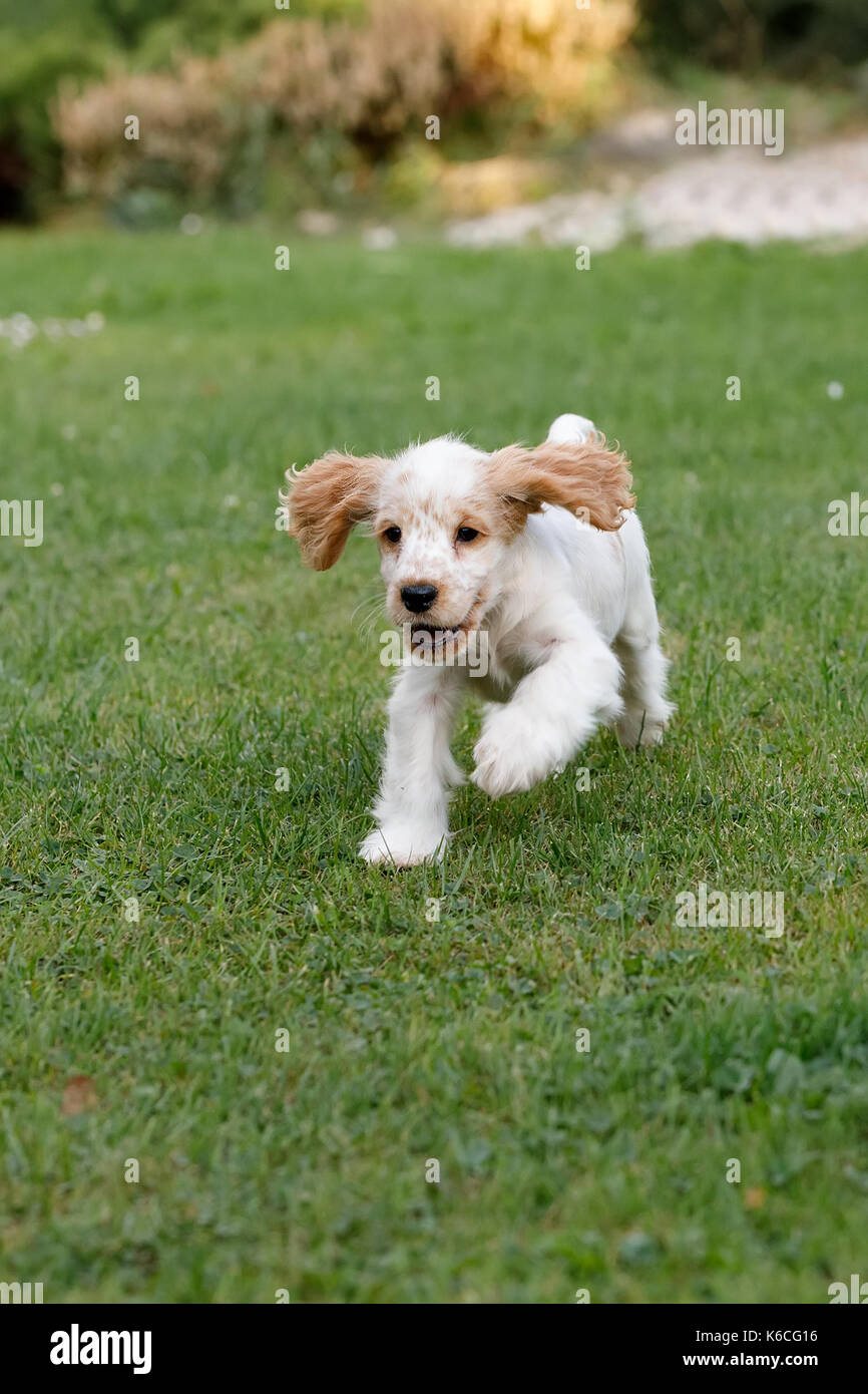 English Cocker Spaniel puppy enjoy play in summer garden Stock Photo ...
