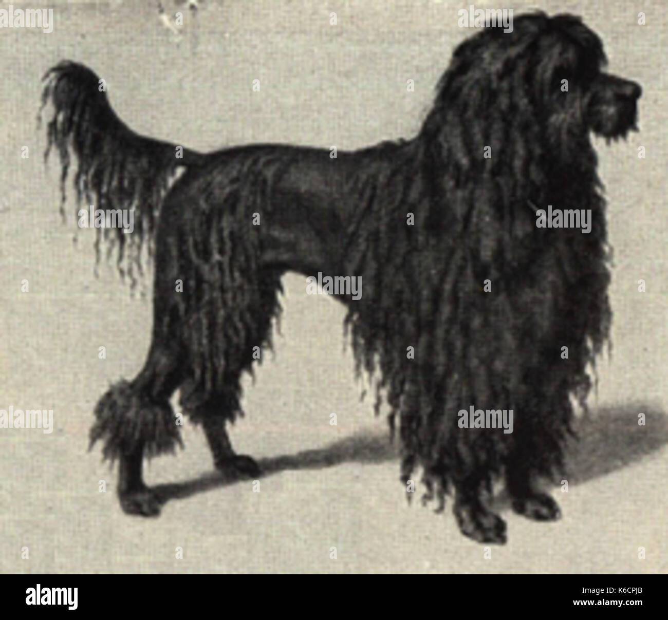 Poodle dog illustration hi-res stock photography and images - Alamy