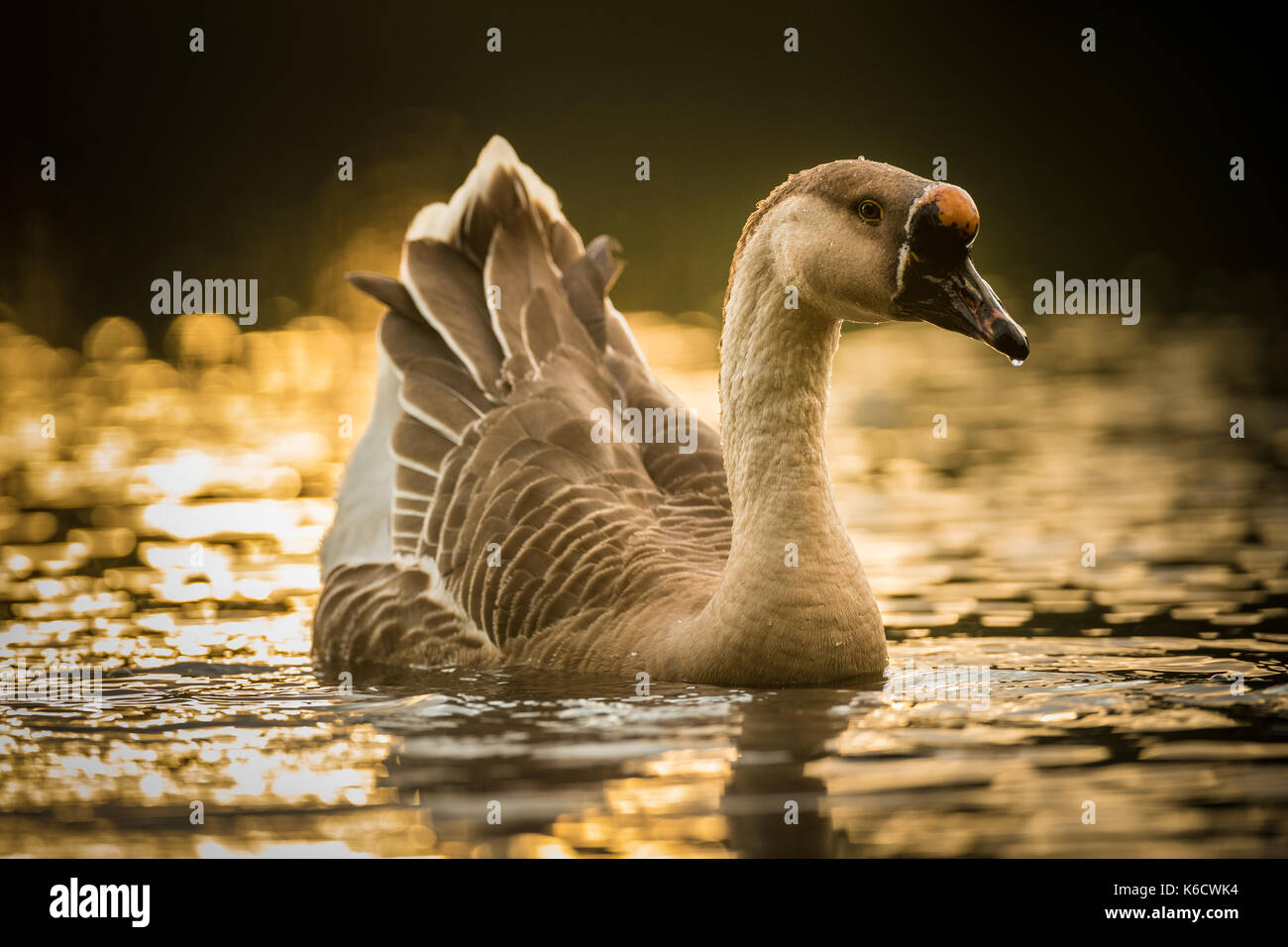 Unikted kingdom hi-res stock photography and images - Alamy