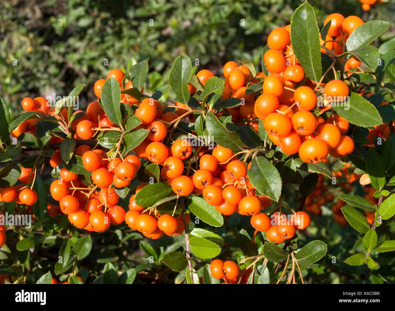 Pyracantha Berry High Resolution Stock Photography and Images - Alamy