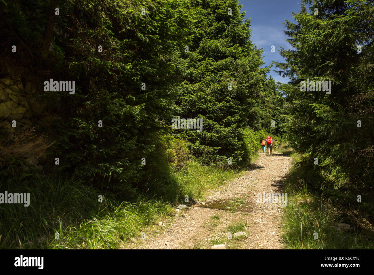 People hiking - going through a lovely alpine forest path Stock Photo ...