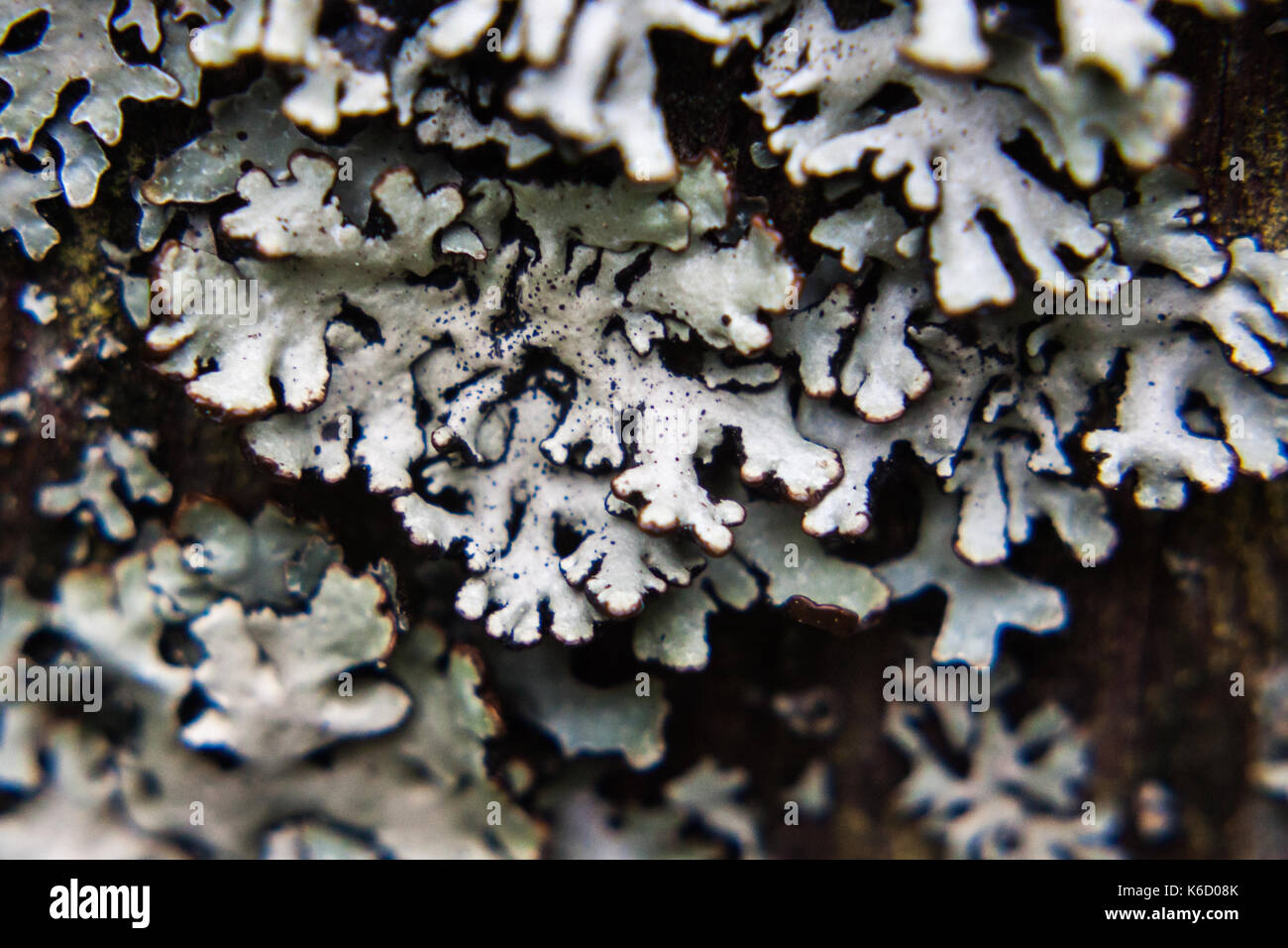 Grey lichen hi-res stock photography and images - Alamy