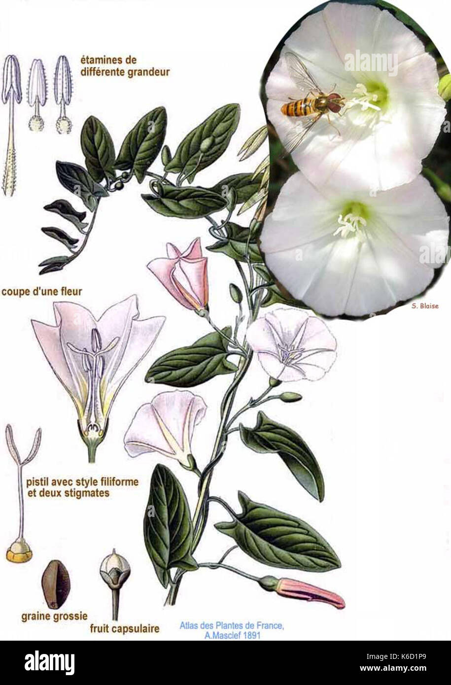 Convolvulus painting hi-res stock photography and images - Alamy