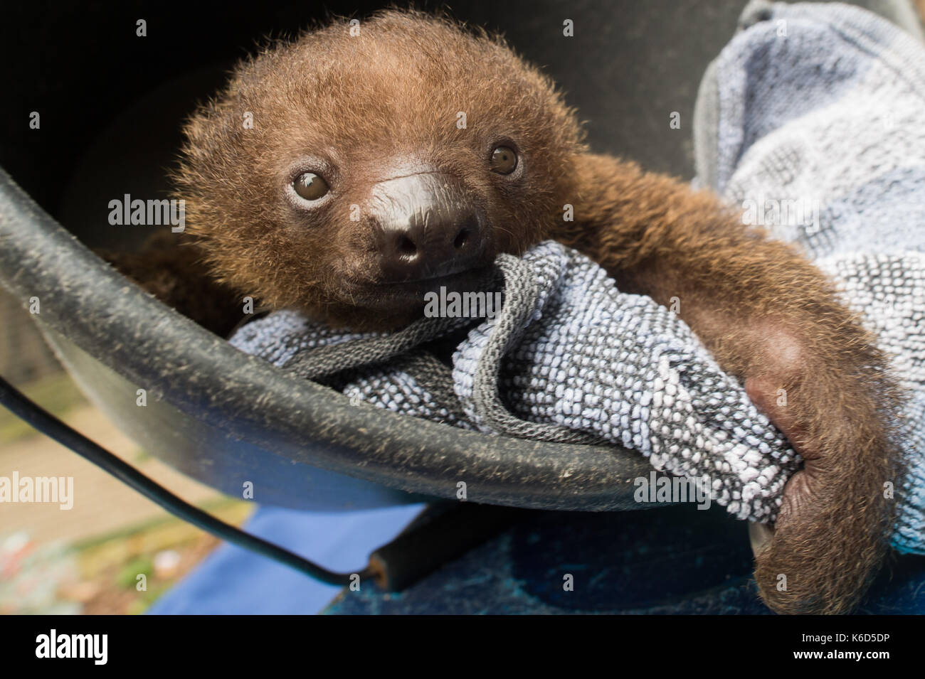 Halle, Germany. 12th Sep, 2017. A baby sloth peeks out of a bucket at ...