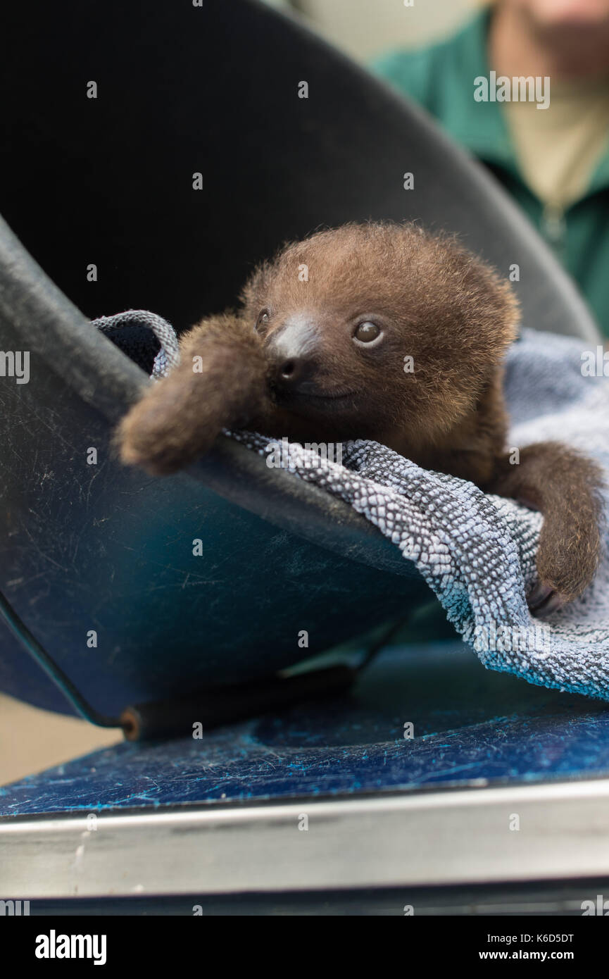 Sloth in bucket hi-res stock photography and images - Alamy