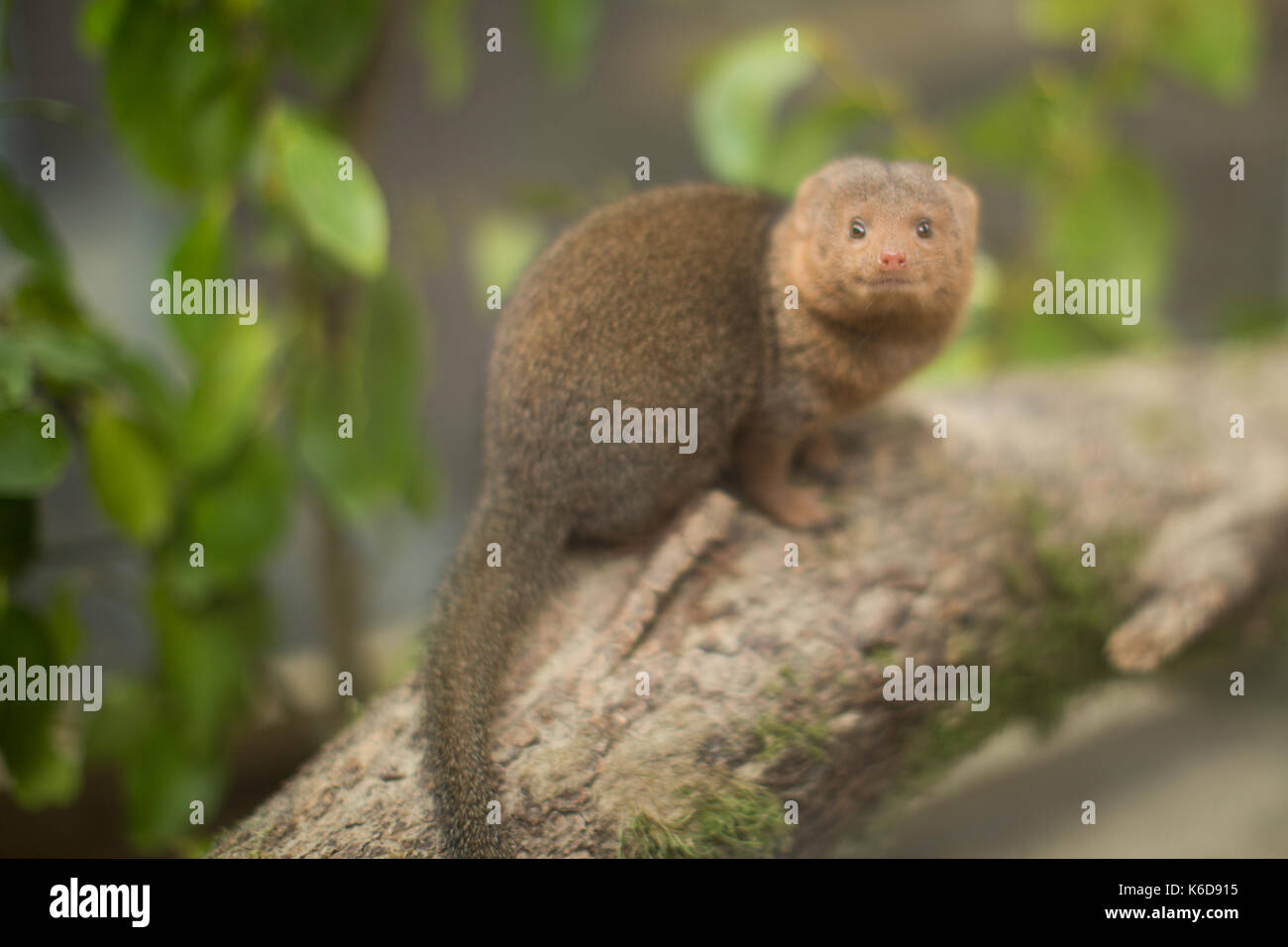 Folly Farm, Pembrokeshire, UK. 12th Sep, 2017. A Dwarf Mongoose appears ...