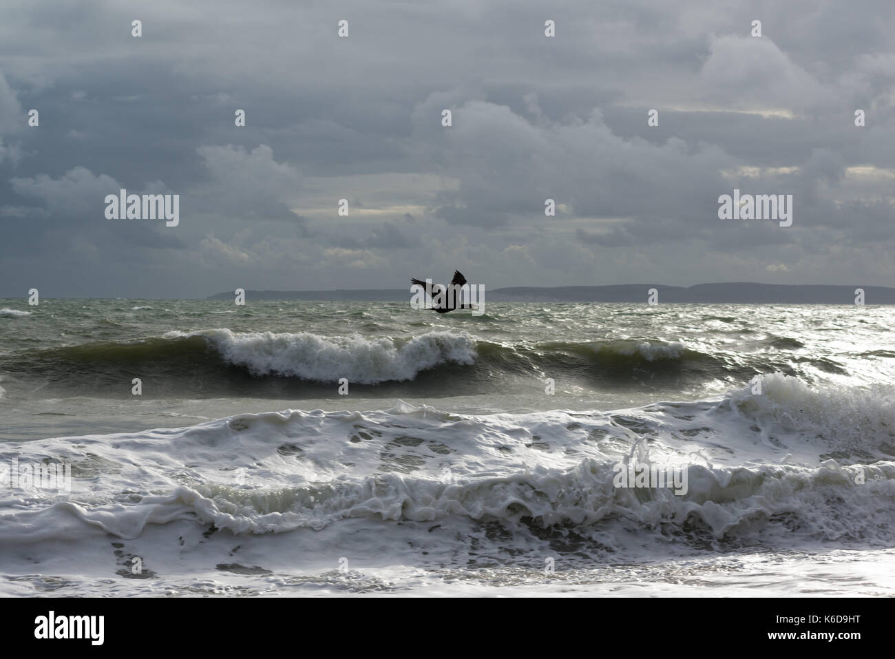 Bird in storm hi-res stock photography and images - Alamy
