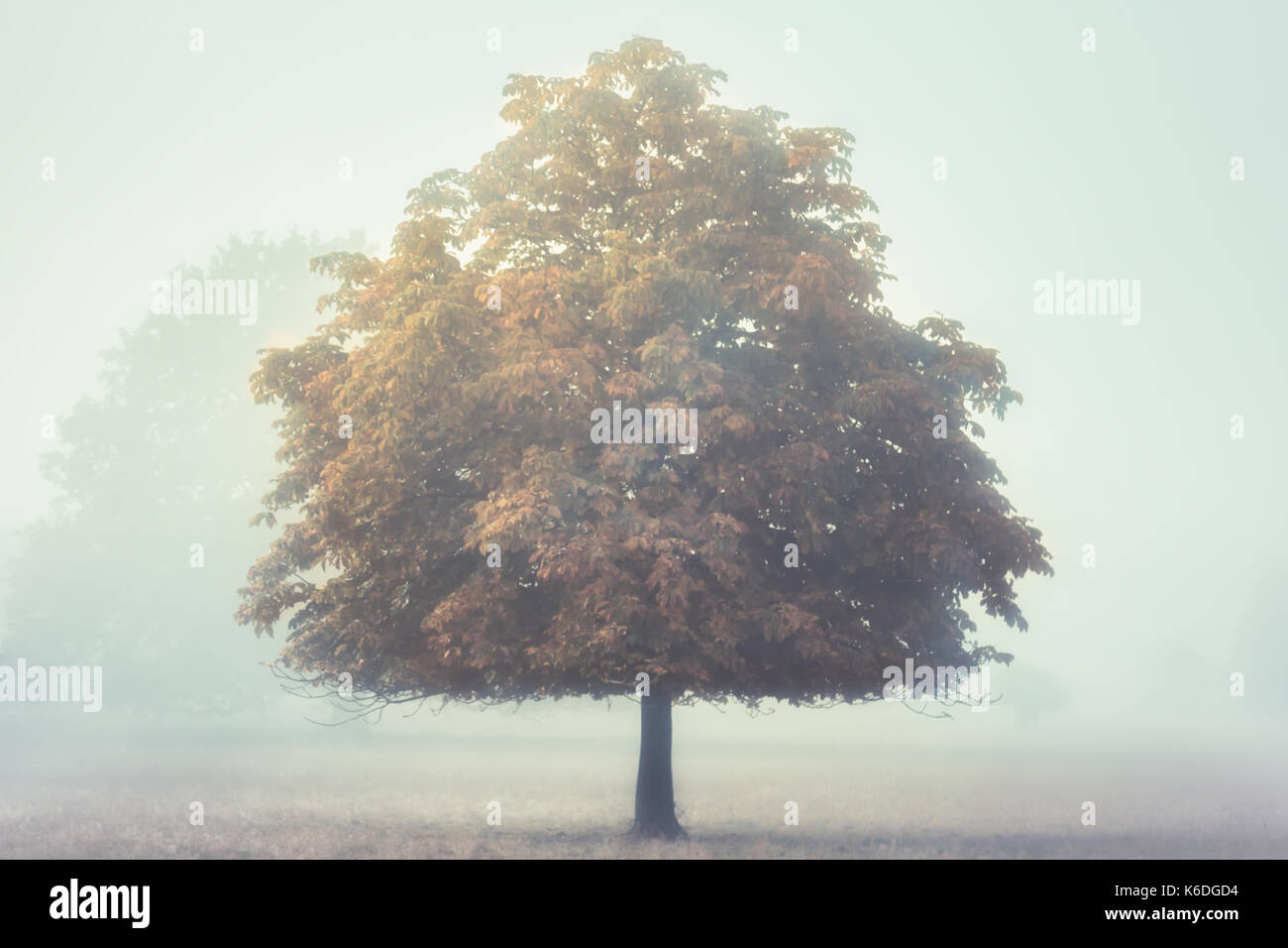 A lone autumn tree stand in the morning mist, shot taken in the ...