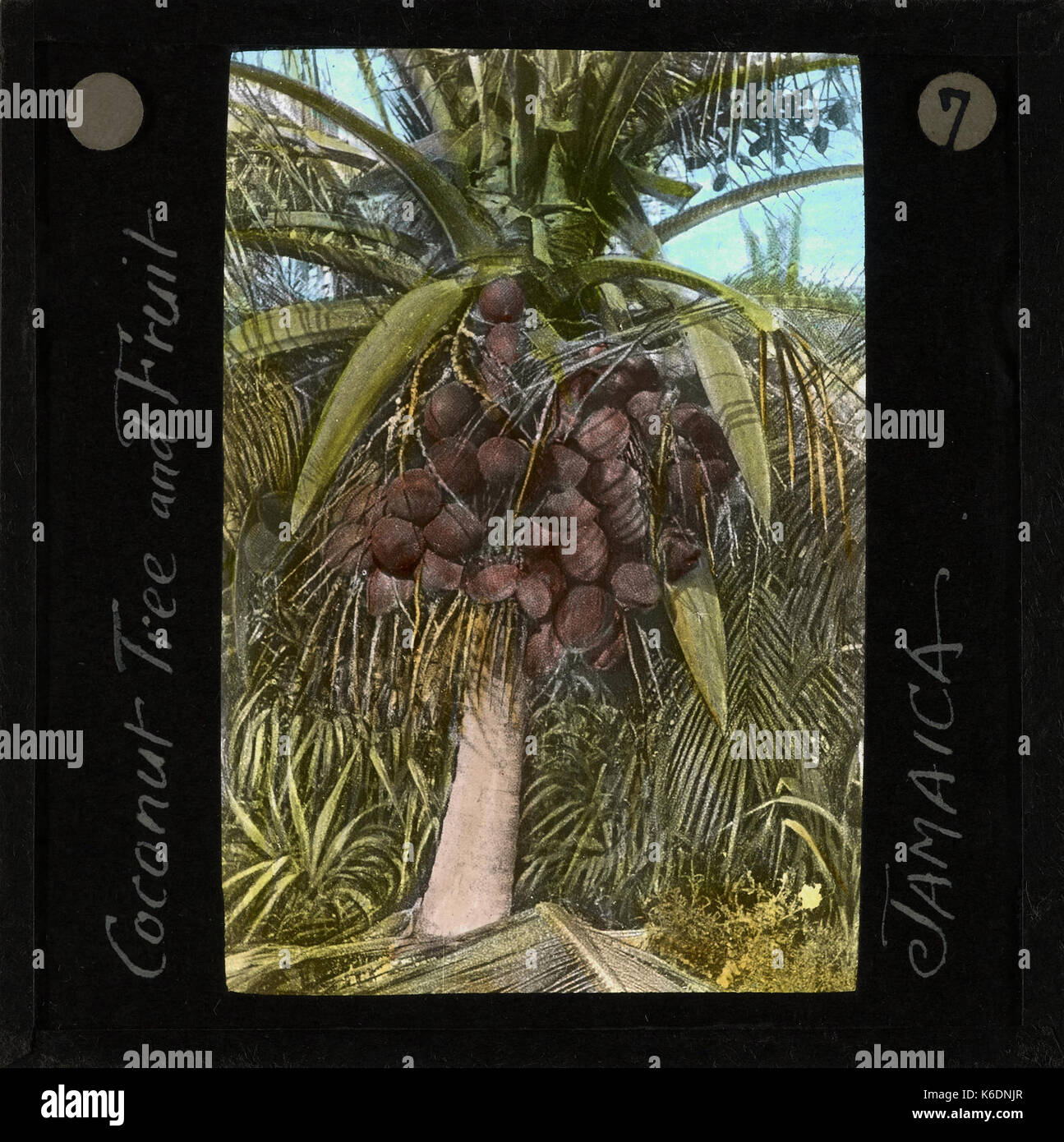 Coconut Tree and Fruit, Jamaica, ca.1875 ca.1940 (imp cswc GB 237 ...