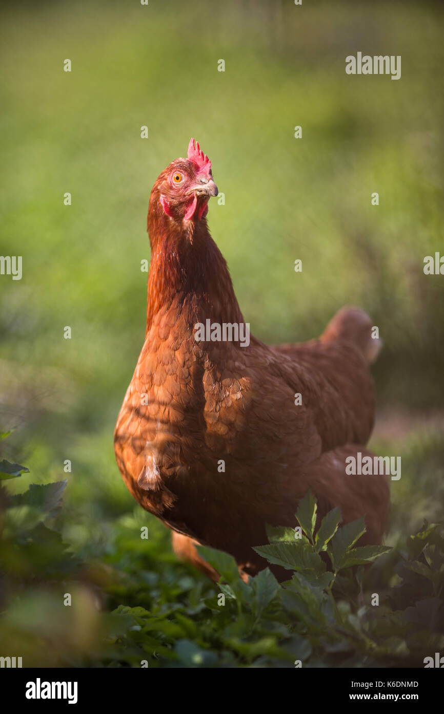 Closeup of a hen in a farmyard (Gallus gallus domesticus Stock Photo ...