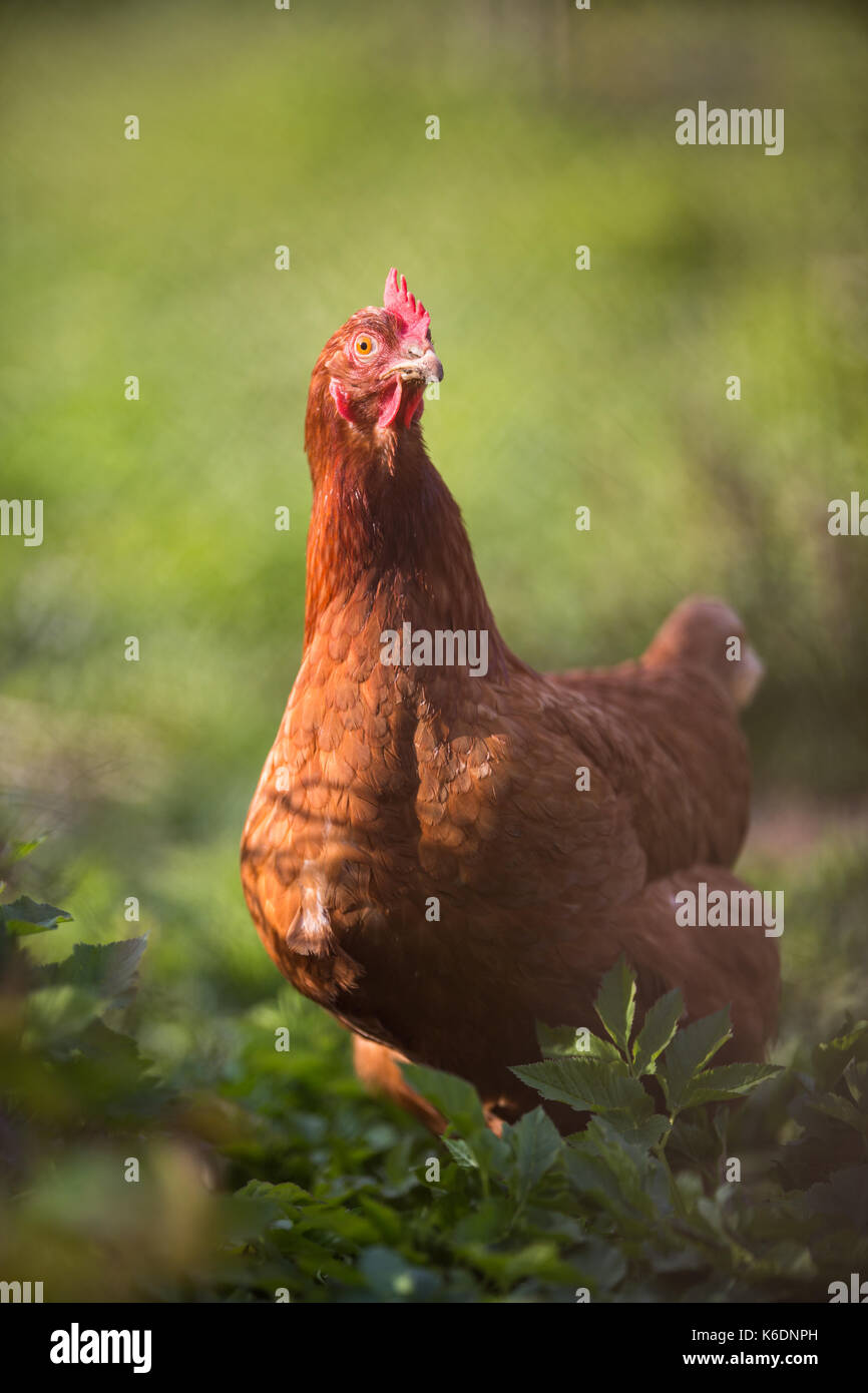 Closeup of a hen in a farmyard (Gallus gallus domesticus Stock Photo ...