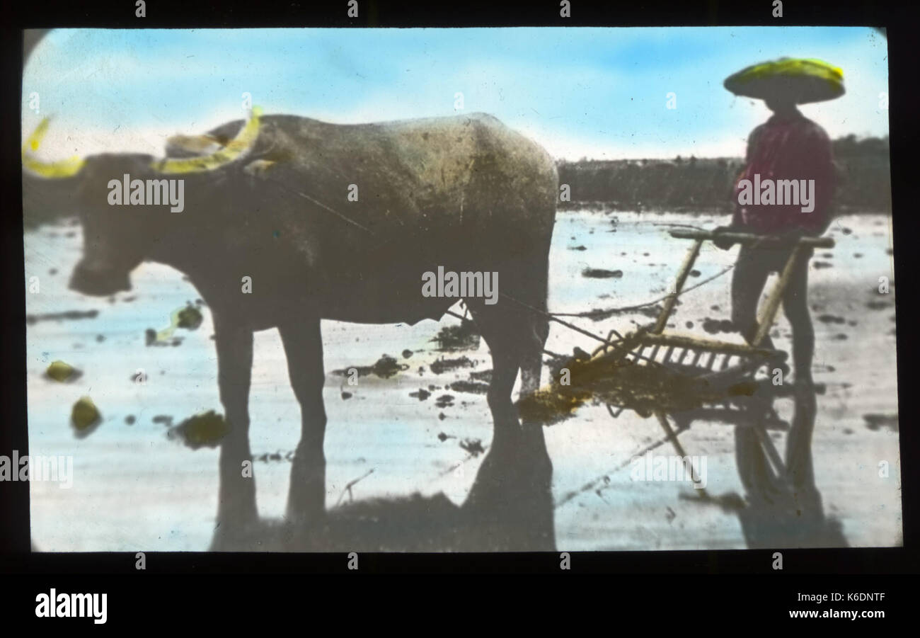 Chinese man plowing a rice field, China, ca. 1918 1938 (MFB LS0003 ...