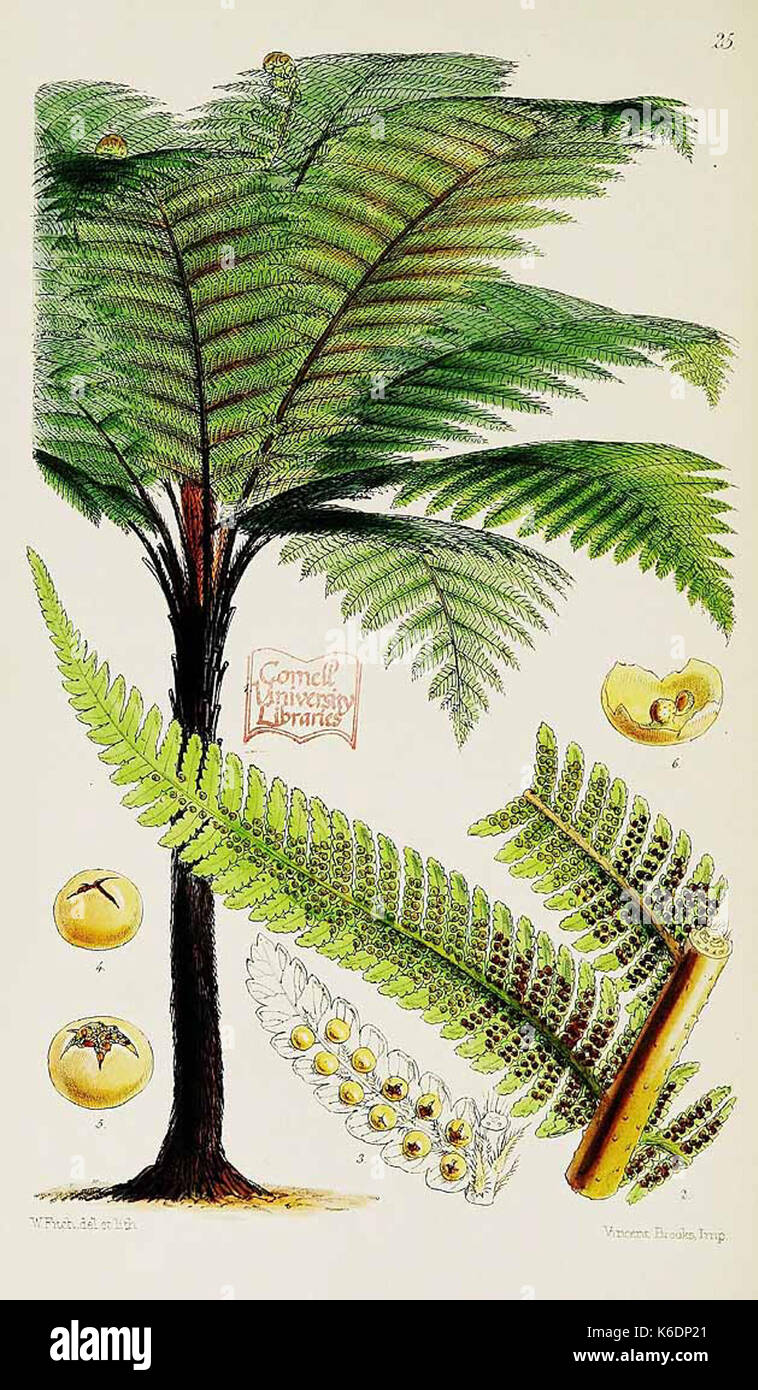 Cyathea medullaris hi-res stock photography and images - Alamy