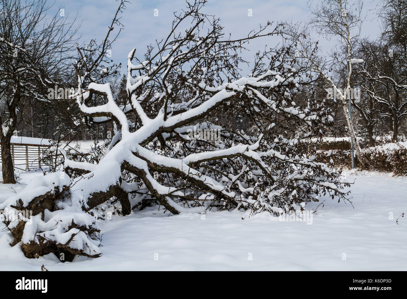 Fallen tree covered with snow Stock Photo - Alamy
