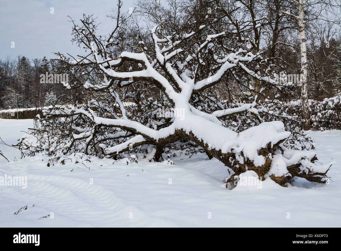 Fallen tree covered with snow Stock Photo - Alamy