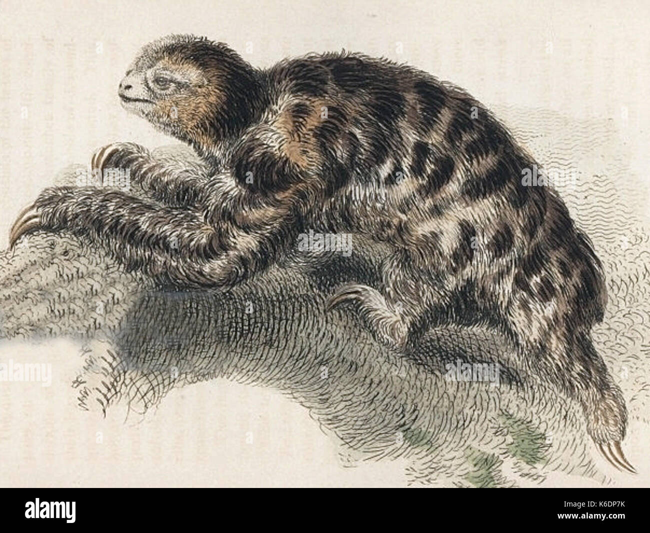 Bradypus illustration hi-res stock photography and images - Alamy