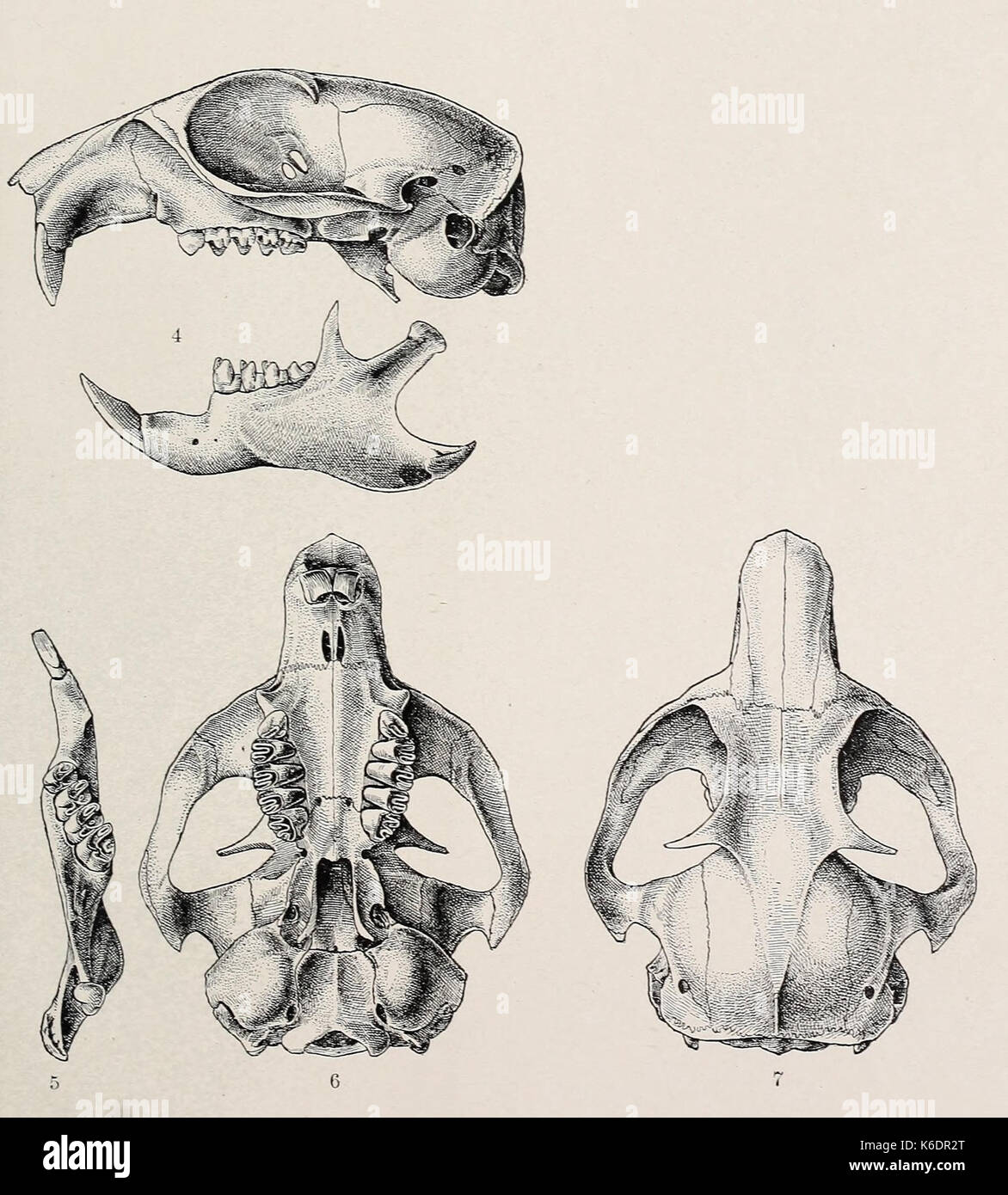Cynomys gunnisoni hi-res stock photography and images - Alamy