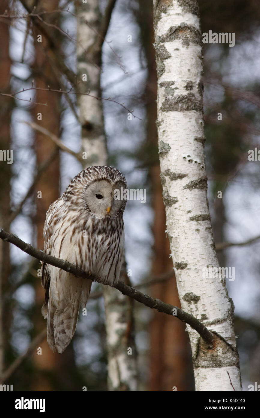 Wild Ural Owl (Strix uralensis) in boreal forest, Europe, Estonia Stock ...