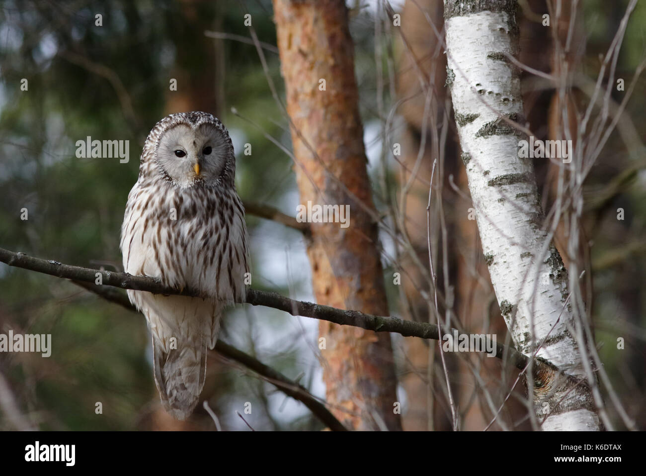 Wild Ural Owl (Strix uralensis) in boreal forest, Europe, Estonia Stock ...