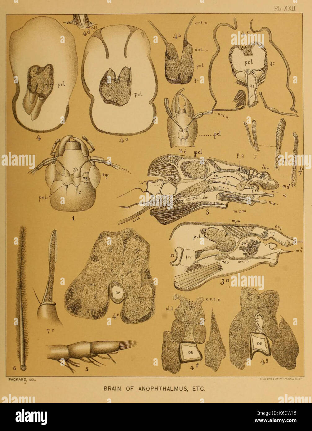 Cave Fauna of North America Plate 22 Stock Photo - Alamy