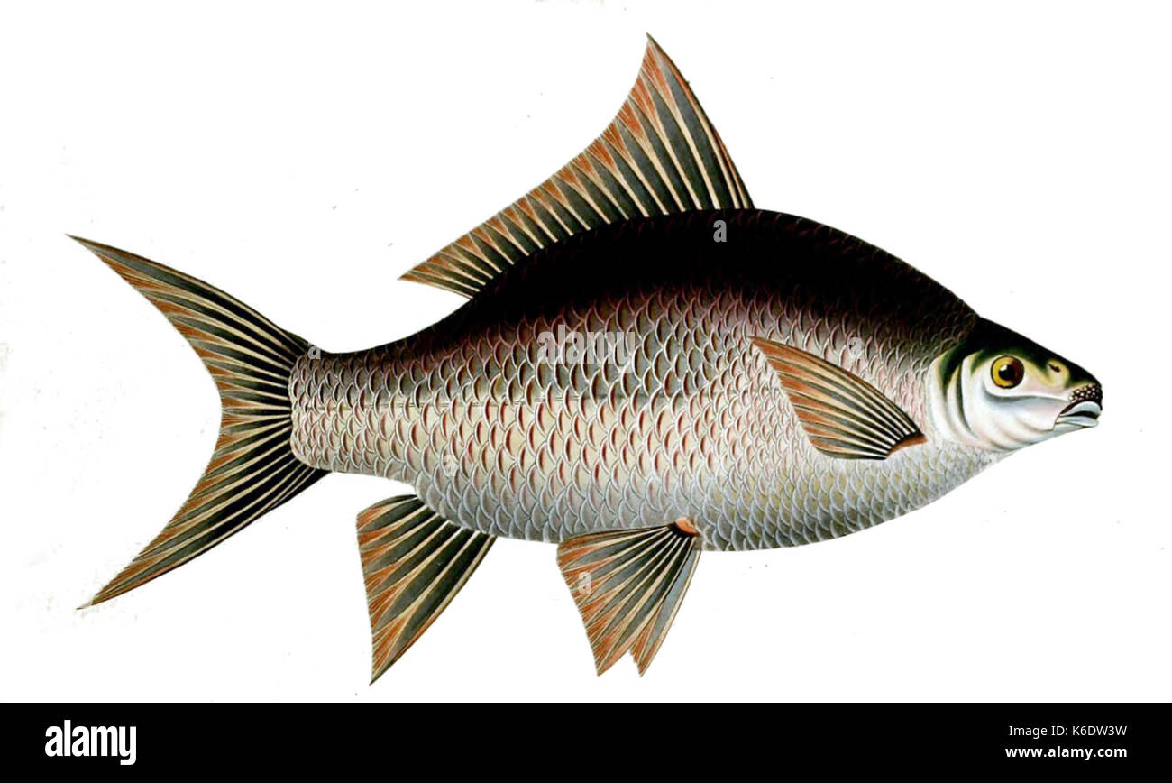 Cyprinus abramioides Sykes Stock Photo - Alamy