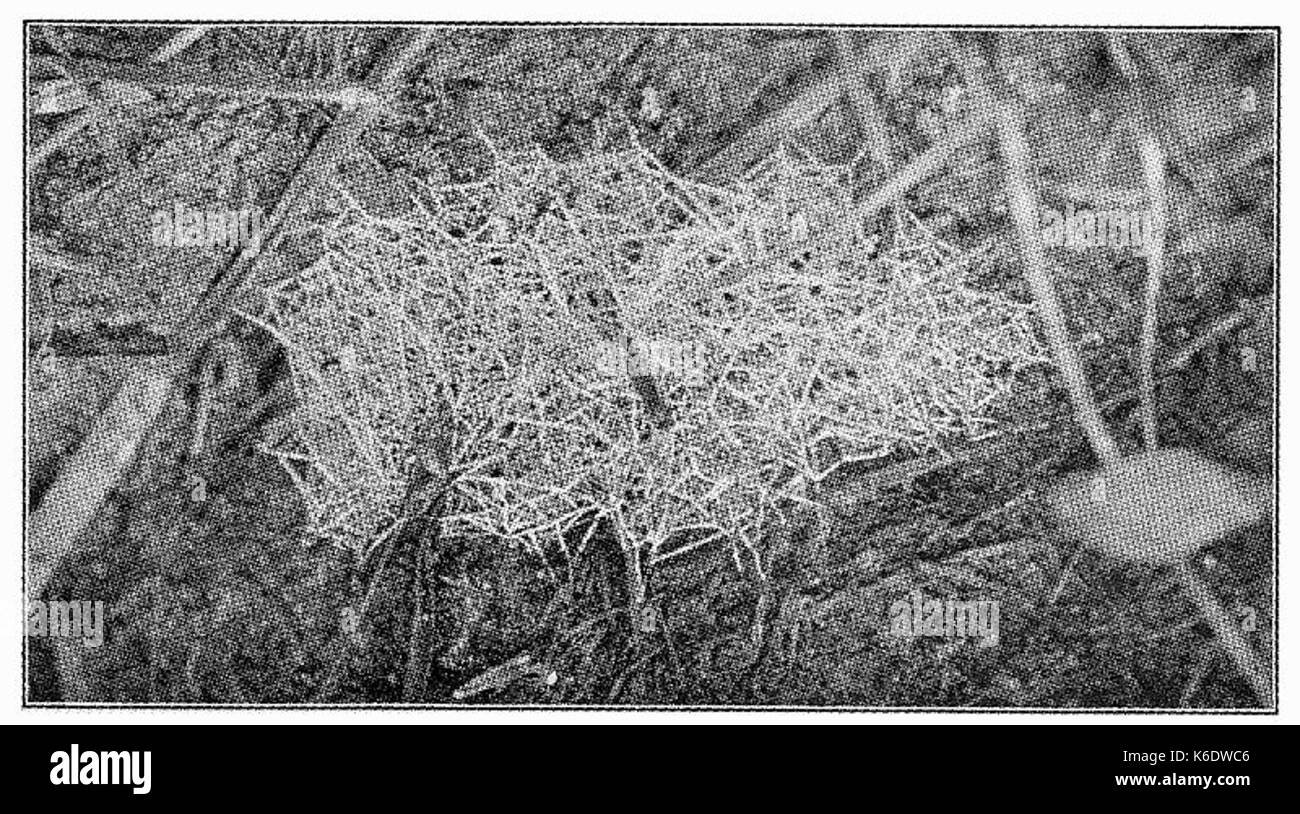 Common Spiders U.S. 359 Erigone dentigera Stock Photo - Alamy