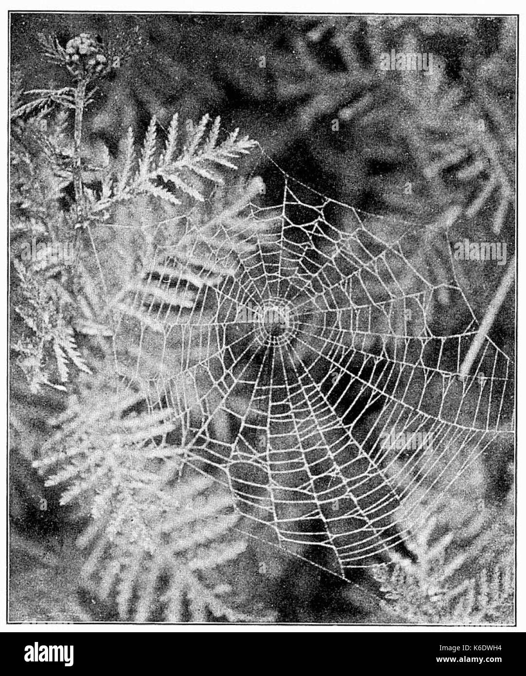 460 species Black and White Stock Photos & Images - Alamy