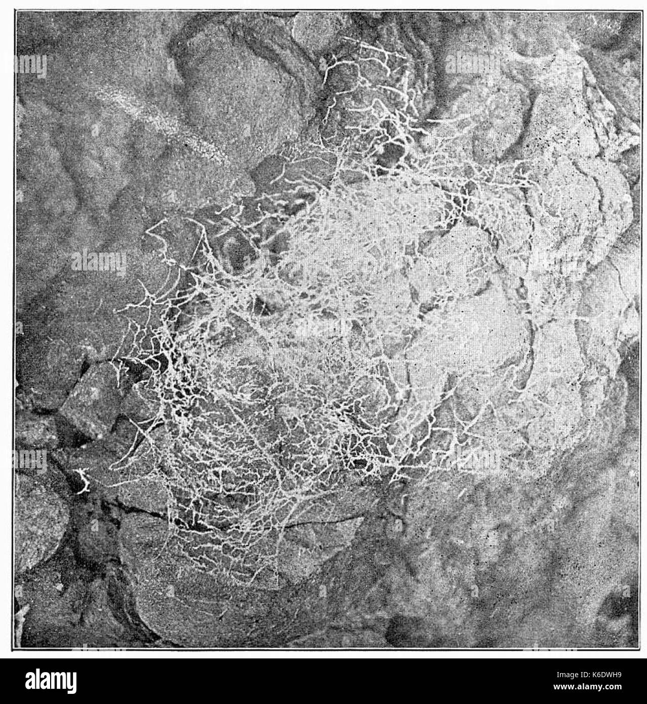 Common Spiders U.S. 488 Callobius bennetti web Stock Photo - Alamy