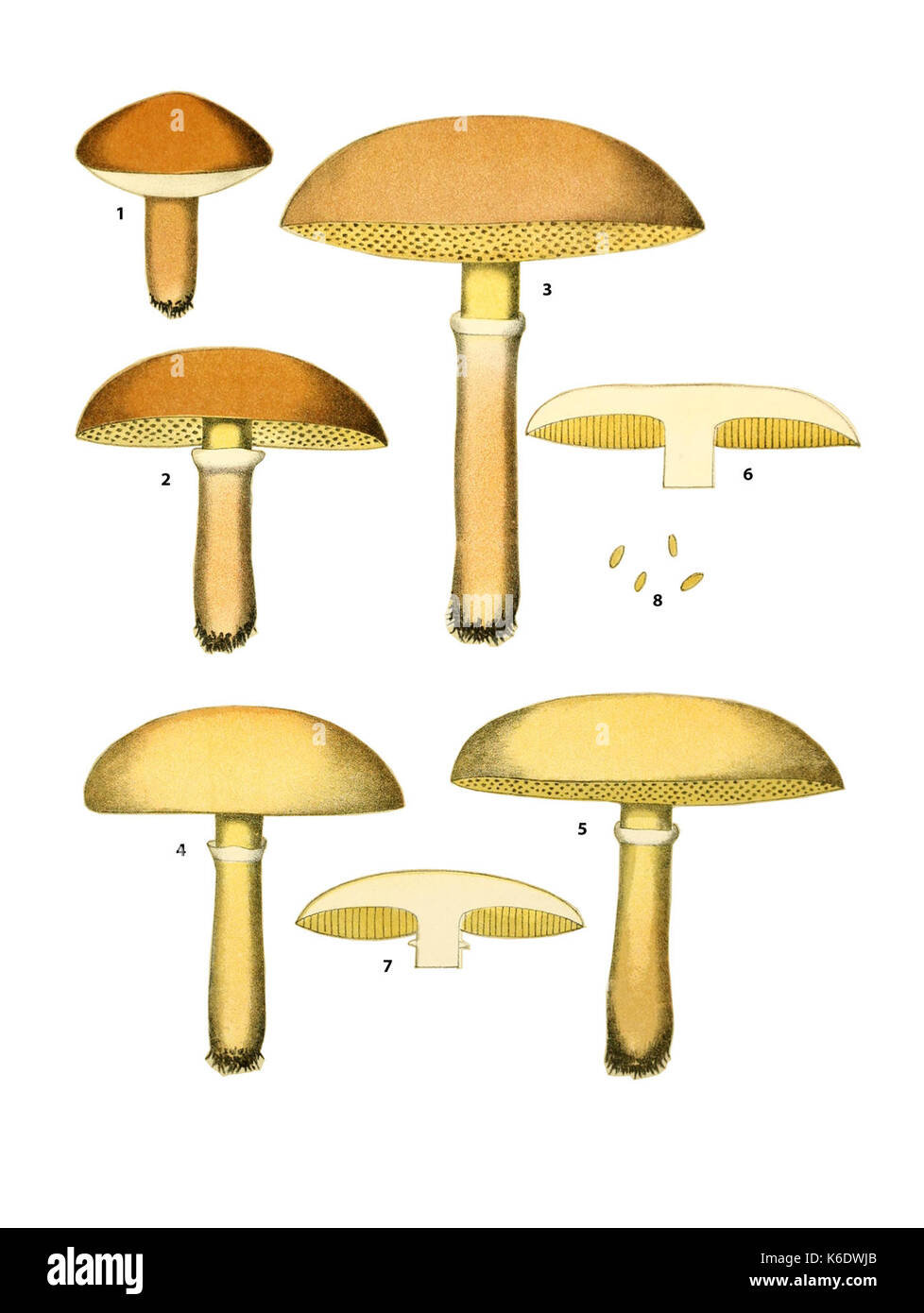 Botanical museum collection Cut Out Stock Images & Pictures - Alamy