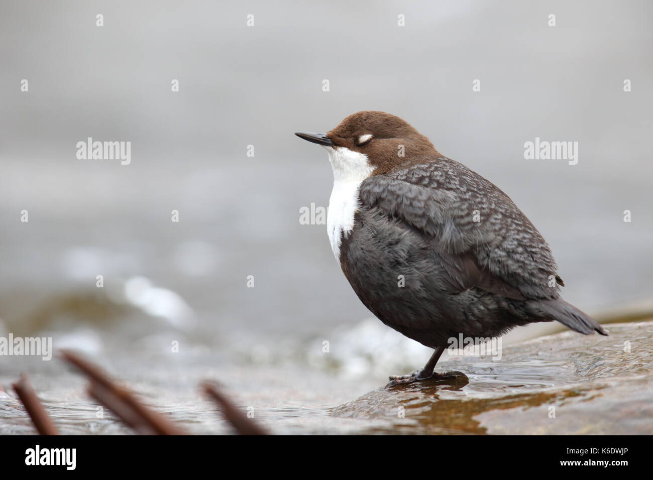 Napping White-throated Dipper (Cinclus cinclus). Europe Stock Photo - Alamy
