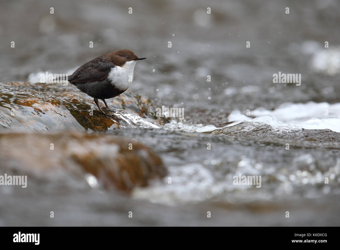 White-throated Dipper (Cinclus cinclus). Europe Stock Photo - Alamy