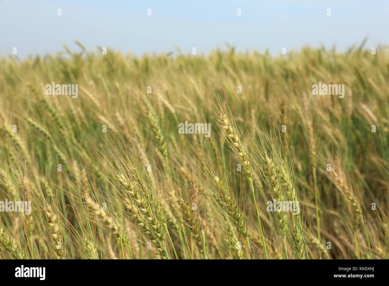 Wheat Crop in Pakistan Stock Photo - Alamy