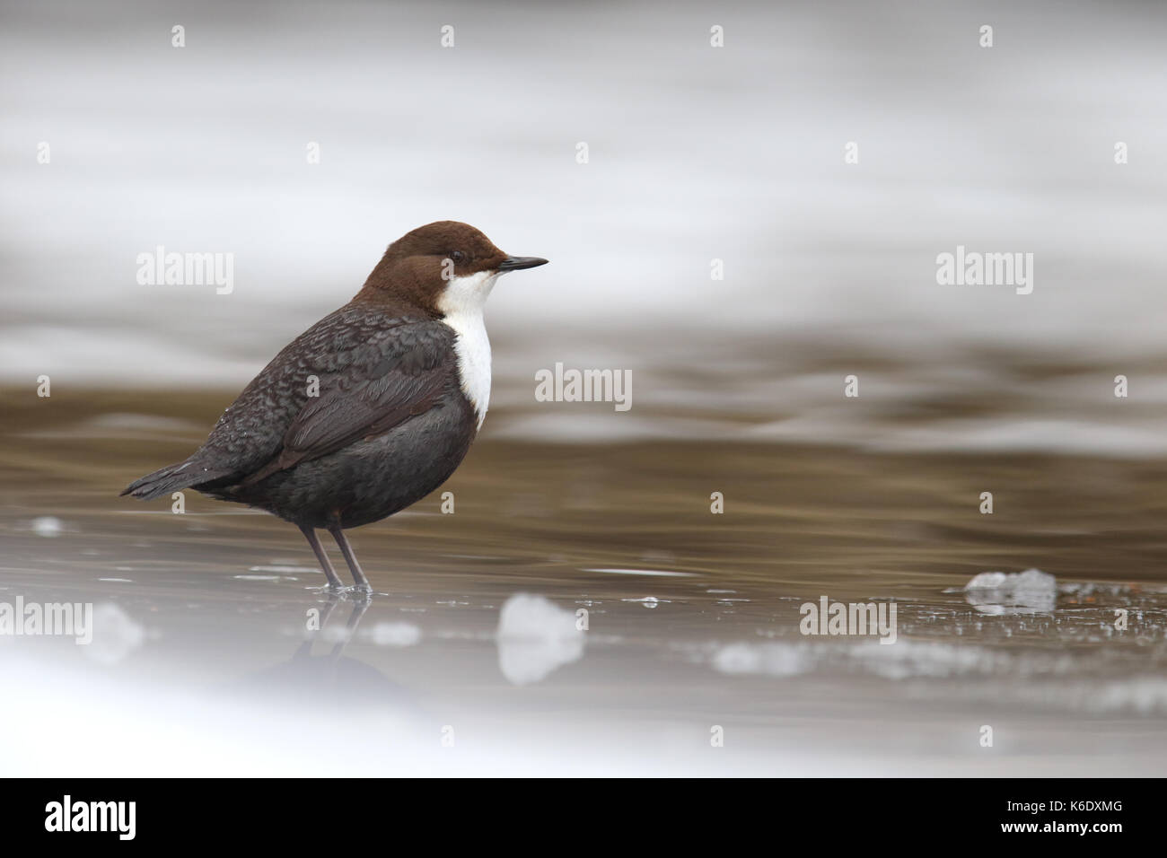 White-throated Dipper (Cinclus cinclus). Europe Stock Photo - Alamy