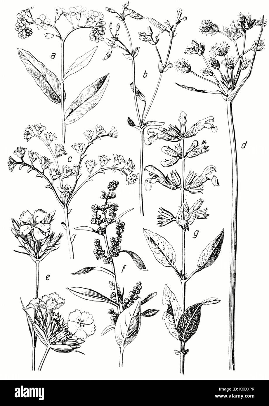 Cymose determinate inflorescences Stock Photo - Alamy