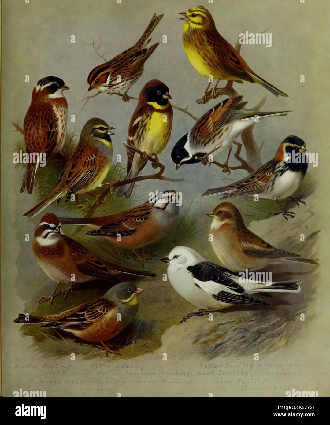 British birds (20329542666 Stock Photo - Alamy