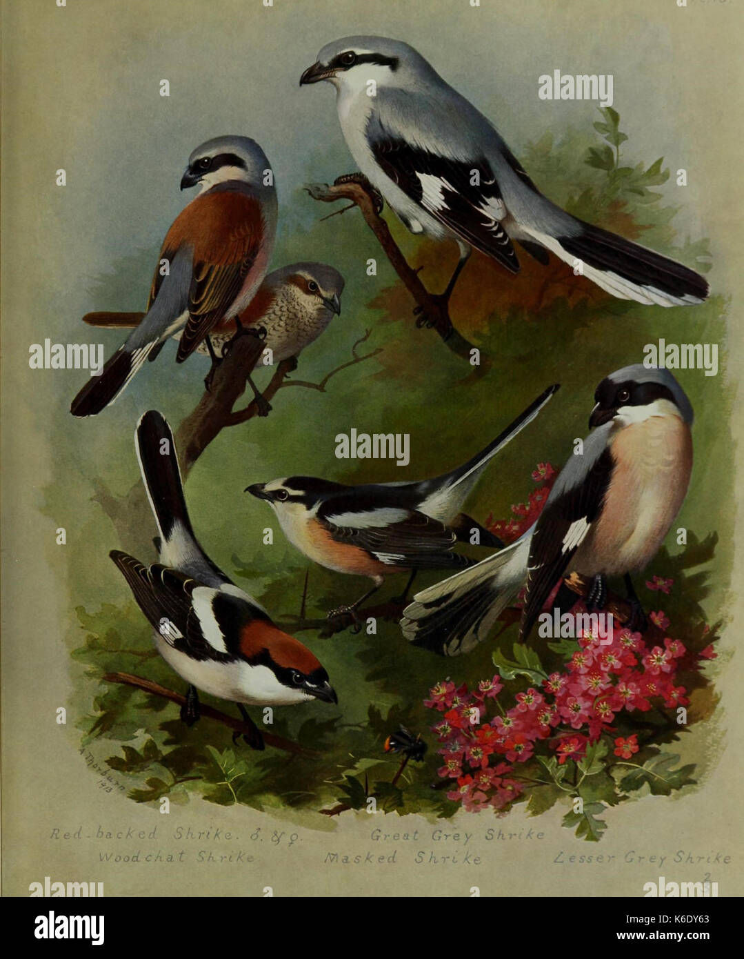 British birds (20329526436 Stock Photo - Alamy