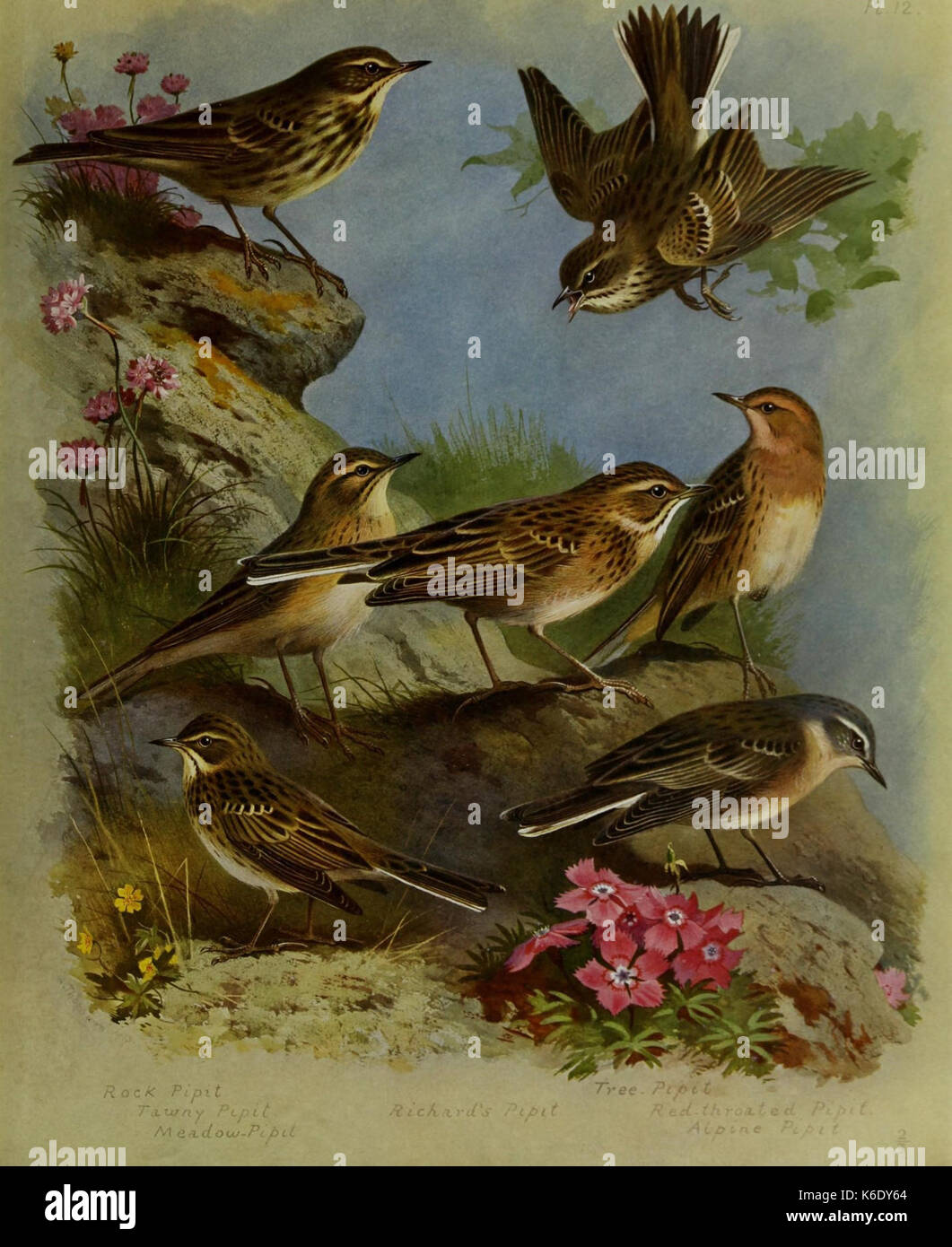 British birds (19734846863 Stock Photo - Alamy