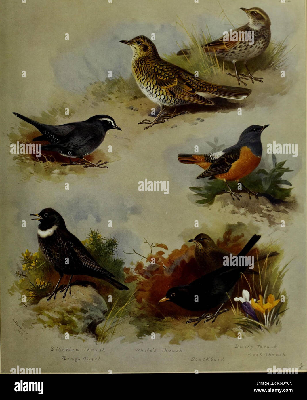 British birds (20169103659 Stock Photo - Alamy