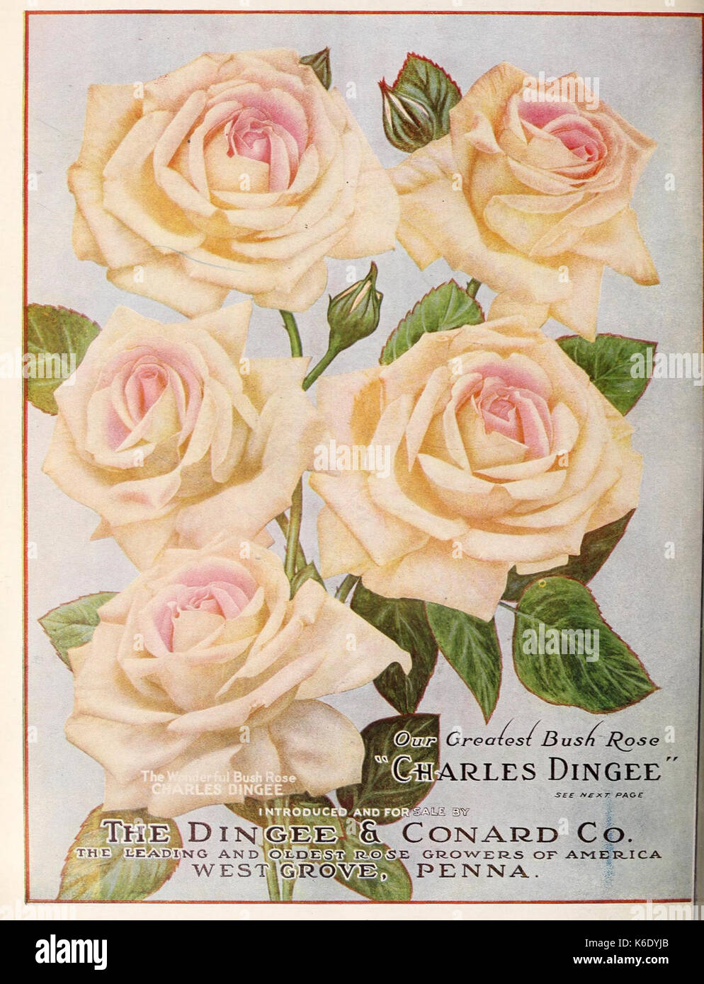 Dingee guide to rose culture (16962963269 Stock Photo - Alamy