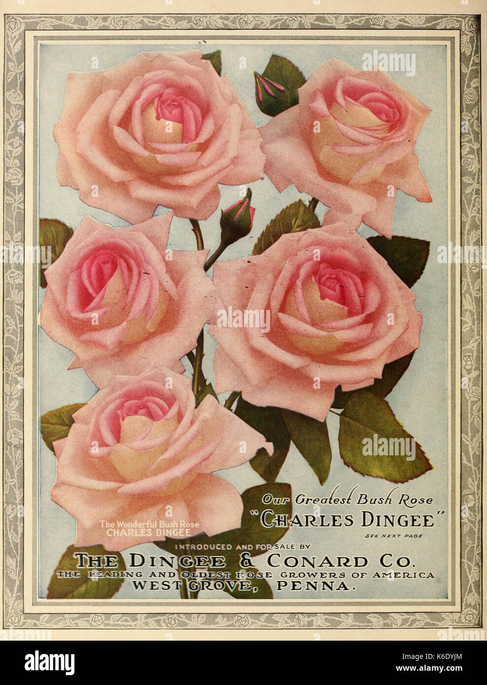 Dingee guide to rose culture (17076721962 Stock Photo - Alamy