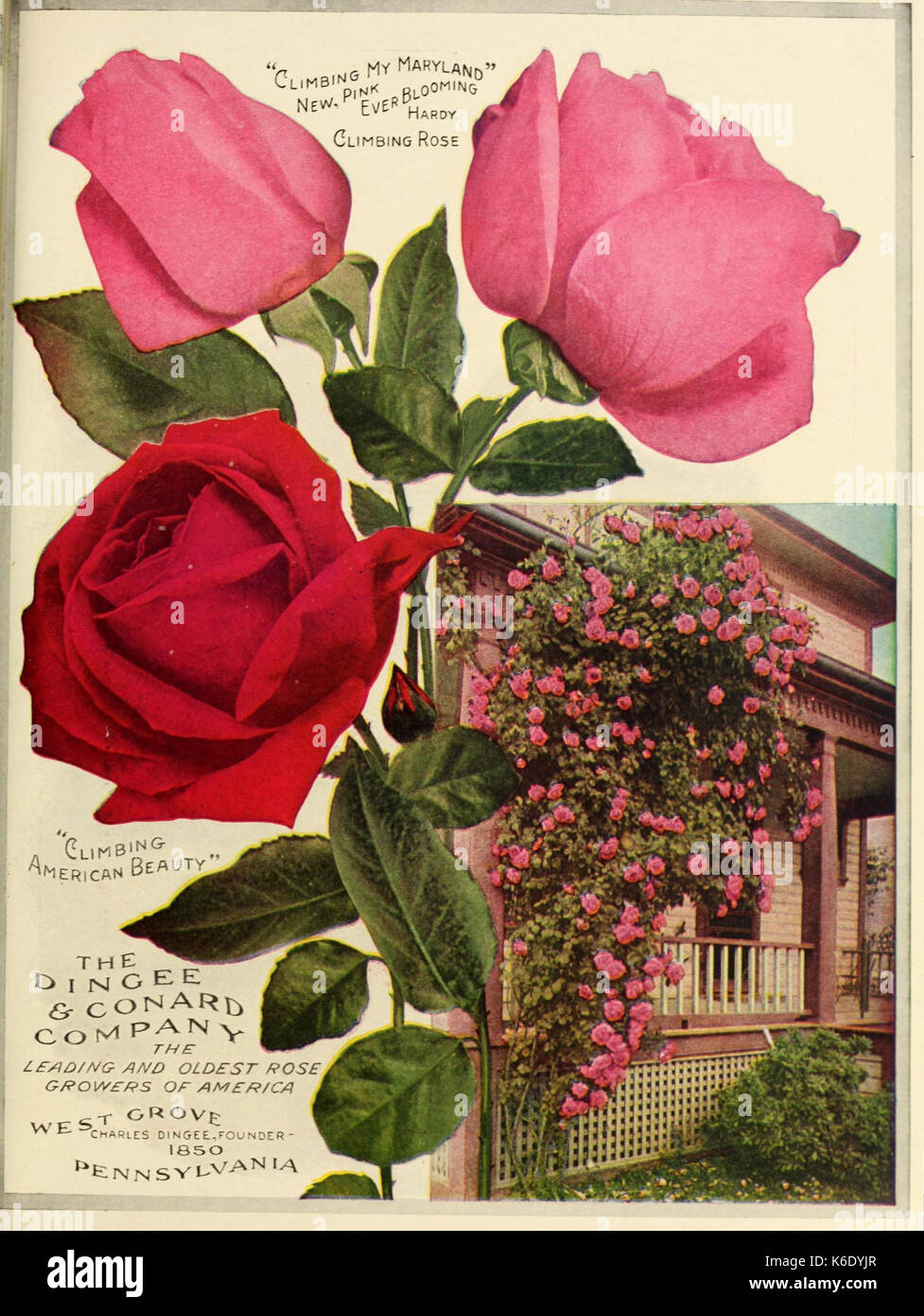 Dingee guide to rose culture (16890653810 Stock Photo - Alamy