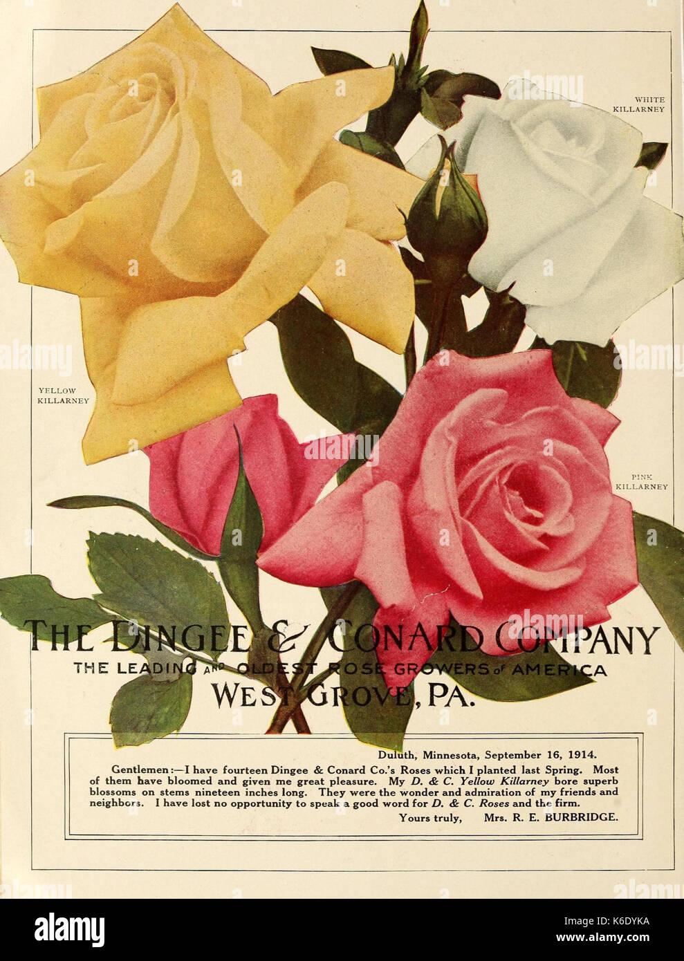 Dingee guide to rose culture (16870475827 Stock Photo - Alamy