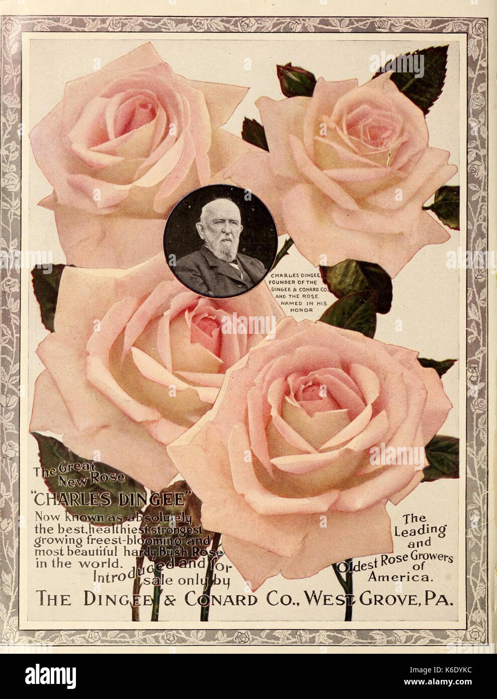 Dingee guide to rose culture (17077876795 Stock Photo - Alamy