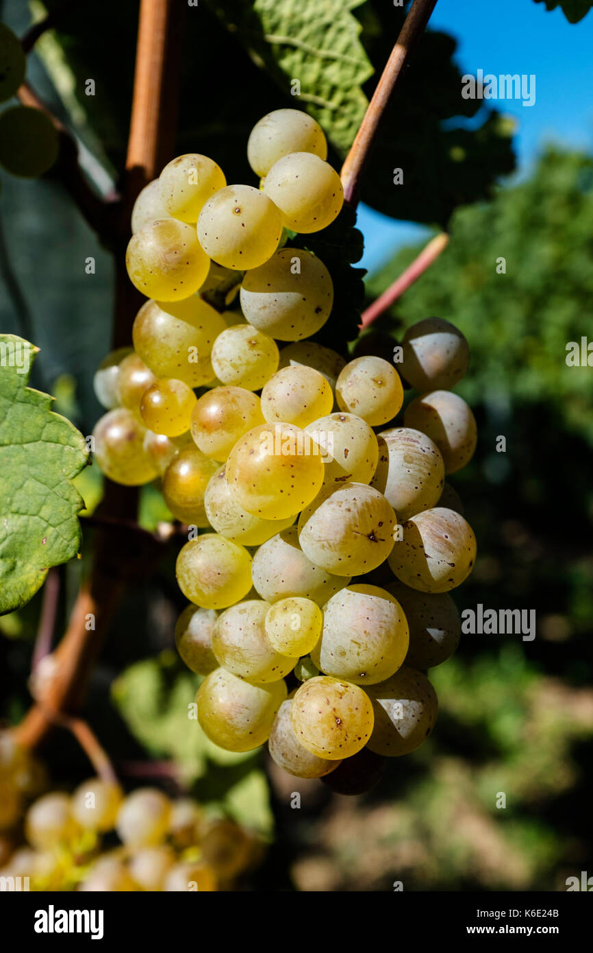 Grapes National High Resolution Stock Photography and Images - Alamy