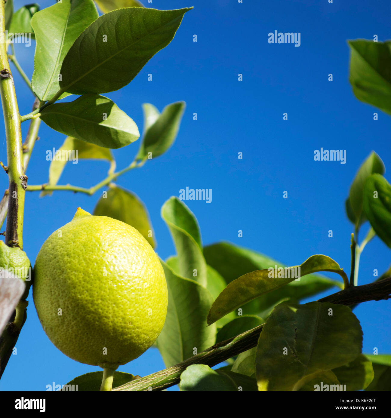 Ripe lemon on a tree Stock Photo - Alamy