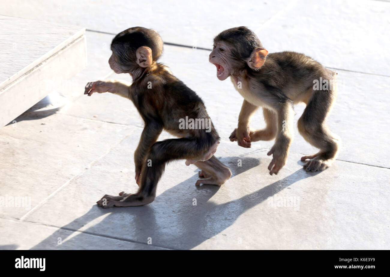 Picture of monkeys hi-res stock photography and images - Alamy